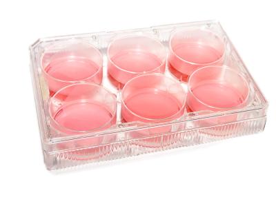 China Gamma Irradiation Tissue 6 Well Cell Culture Plate Microbiology for sale