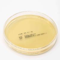 China Sterile Prepared Agar Plates Cetrimide Agar CA Media Plate For Selective Detection for sale