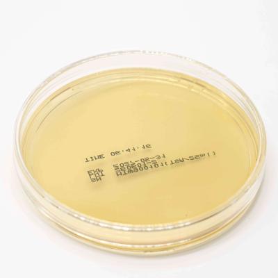China Lecithin Tween 80 Tryptic Soy Agar TSAWLP Sterile Plate For Microbiology Testing for sale