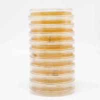 China Sterile Prepared Agar Plates Cetrimide Agar CA Media Plate For Selective Detection for sale