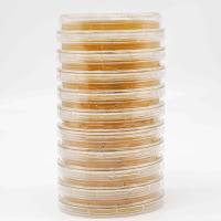 China Sterile Prepared Agar Plates Cetrimide Agar CA Media Plate For Selective Detection for sale