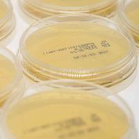 China Sterile Prepared Agar Plates Cetrimide Agar CA Media Plate For Selective Detection for sale