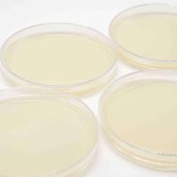 China Sterile Prepared Agar Plates Cetrimide Agar CA Media Plate For Selective Detection for sale