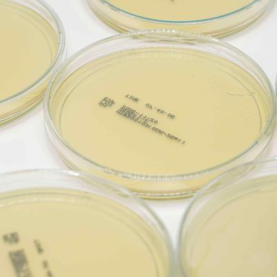 China Sterile VRBGA Prepared Agar Plates Violet Red Bile Glucose Plate For Selective Enumeration for sale