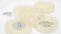 China 90mm Sterile R2A Agar Plate with Low-nutrient Formulation for Water Microbiology and HPC for sale