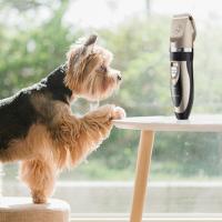 China 240V Pets Cats Dog Shaver Clippers Electric Quiet Hair Clippers Set for sale