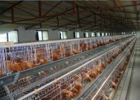 China Q235 Hot Dipped Galvanized H Type Layer Chicken Cage For Farm for sale