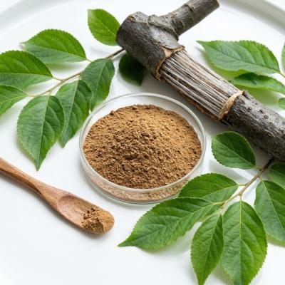 China Standardized Chlorogenic Acid Eucommia Extract Light Yellow Eucommia Ulmoides Extract for sale