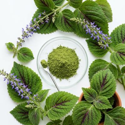 China Targeted Support Coleus Forskohlii Extract Standardized Forskolin Bulk supply for sale