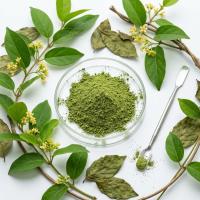 China 25% Gymnemic Acids Gymnema Extract Gymnema Sylvestre Extract Metabolic Support for sale