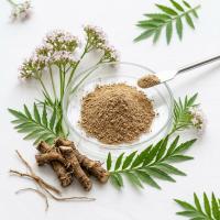 China 0.4% – 0.8% Valerian Root Extract PE-91 Standardized Valerenic Acid Concentrate for sale