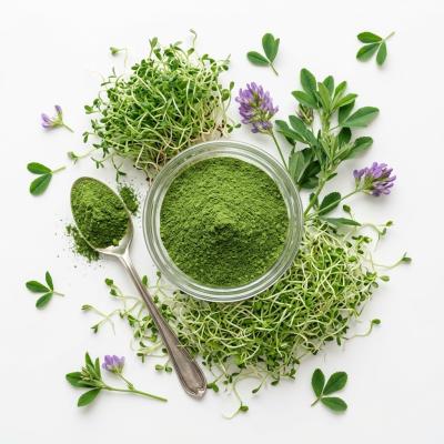 China Air Drying Premium Alfalfa Powder Nutrient Dense Green Superfood for sale