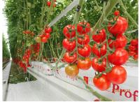 China Arched / Dome Tomato Plant Greenhouse Cover Material PEP / PO Plastic Film for sale