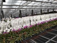 China Side Height 2-6m PC Sheet Greenhouse / Clear Polycarbonate Greenhouse For Flower for sale