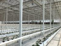 China Large Size Commercial Hydroponic Greenhouse With Soilless Cultivation for sale