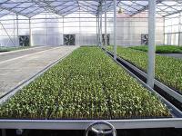China Venlo Type PC Sheet Greenhouse Aluminium Alloy Roof Top Height 4.5m-8.0m for sale