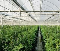 China Multi Span Polyethylene Plastic Sheeting Greenhouse Arched Roof Top Height 4.0-8.0m for sale