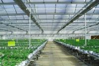 China Bolting Connection Polycarbonate Panel Greenhouse , Durable Dome Shaped Greenhouse for sale