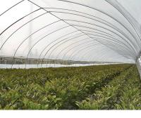 China White Color Tunnel Plastic Greenhouse Upright Section Circular / Rectangular / U Shaped for sale