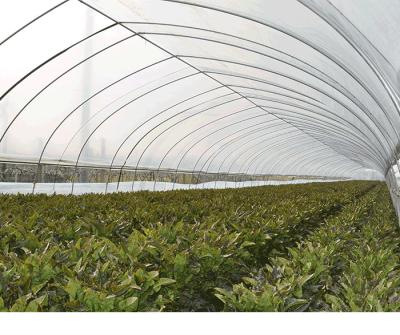 China White Color Tunnel Plastic Greenhouse Upright Section Circular / Rectangular / U Shaped for sale