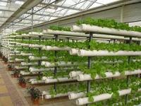 China Section 4m Commercial Hydroponic Greenhouse For Lettuce / Cucumber / Tomato for sale