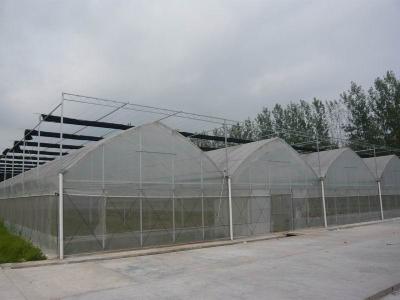 China Arched Roof Multi Span Greenhouse Structure For Growing Fruits / Flowers / Vegetables for sale