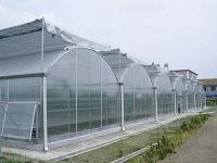 China Agriculture PC Sheet Greenhouse Fashionable Appearance With 3 Roofs Every Span for sale