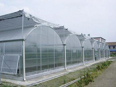 China Agriculture PC Sheet Greenhouse Fashionable Appearance With 3 Roofs Every Span for sale