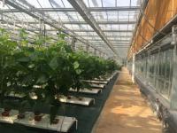 China Double Layer Commercial Glass Greenhouse Side Wall Height 2.5-6m With Heating System for sale