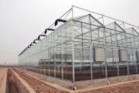 China Double Layer Commercial Glass Greenhouse Side Wall Height 2.5-6m With Heating System for sale