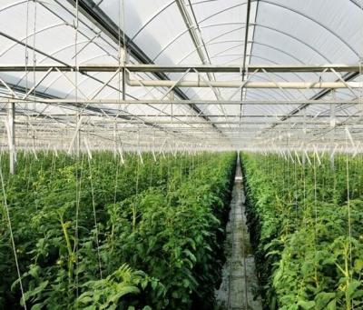 China High Elasticity Polyethylene Film Greenhouse For Vegetables / Cucumber / Tomato for sale
