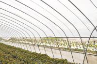 China Easy Install Single Tunnel Greenhouse Cover Material 0.12-0.2mm PEP Film for sale