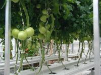 China Professional Intelligent Glass Greenhouse For Tomato / Pepper / Cucumber for sale