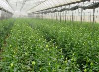 China High Elasticity Polyethylene Film Greenhouse For Vegetables And Plants for sale