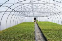 China Small Size Single Tunnel Greenhouse Galvanized Tube Frame Span Width 6 / 8 / 10m for sale