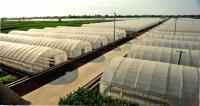 China Small Size Single Tunnel Greenhouse Galvanized Tube Frame Span Width 6 / 8 / 10m for sale