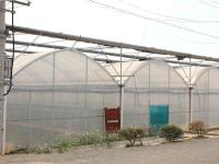 China Pollution Free Commercial Hydroponic Greenhouse Saving Water / Fertilizer for sale