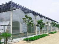 China Wind Load 120KM/H PC Sheet Greenhouse With A Type Strawberry Hydroponic Rack for sale
