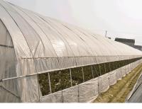 China Agriculture Small Tunnel Greenhouse Anti Fog With Huge Roof / Side Ventilation for sale
