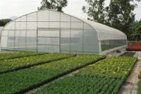 China Agriculture Small Tunnel Greenhouse Anti Fog With Huge Roof / Side Ventilation for sale