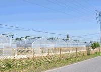 China Large Size Tomato Plant Greenhouse Galvanized Steel Skeleton Materials for sale