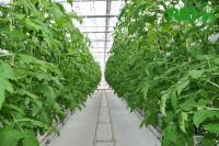 China Professional Intelligent Glass Greenhouse For Tomato / Pepper / Cucumber for sale