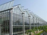 China Simple Constructure Commercial Glass Greenhouse With Galvanized Steel Screws / Bolts for sale