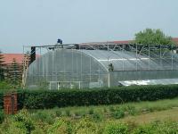 China White / Transparent Commercial Outdoor Greenhouse Transmittance Rate >80% for sale