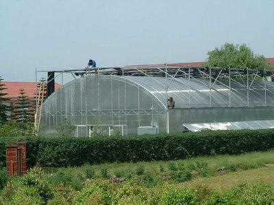 China White / Transparent Commercial Outdoor Greenhouse Transmittance Rate >80% for sale