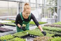 China Venlo Type PC Sheet Greenhouse Cover Thickness 4 / 8 / 10mm Simply Constructed And Installed for sale