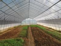 China Gothic Structure Single Tunnel Greenhouse Hot Dip Galvanized Tube Frame for sale
