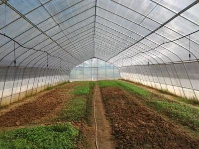 China Gothic Structure Single Tunnel Greenhouse Hot Dip Galvanized Tube Frame for sale