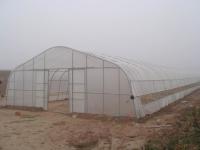 China Commercial Plastic Tunnel Greenhouse , High Tunnel Greenhouse Easy Assemble for sale