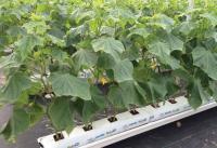 China Cucumber Greenhouse Hydroponic Systems Galvanized Frame Thin Film Structure for sale